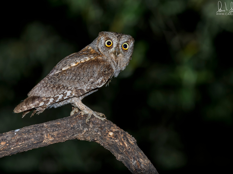 “E c’era quel pianto di morte”. Qualche ipotesi su L’assiuolo – La ...
